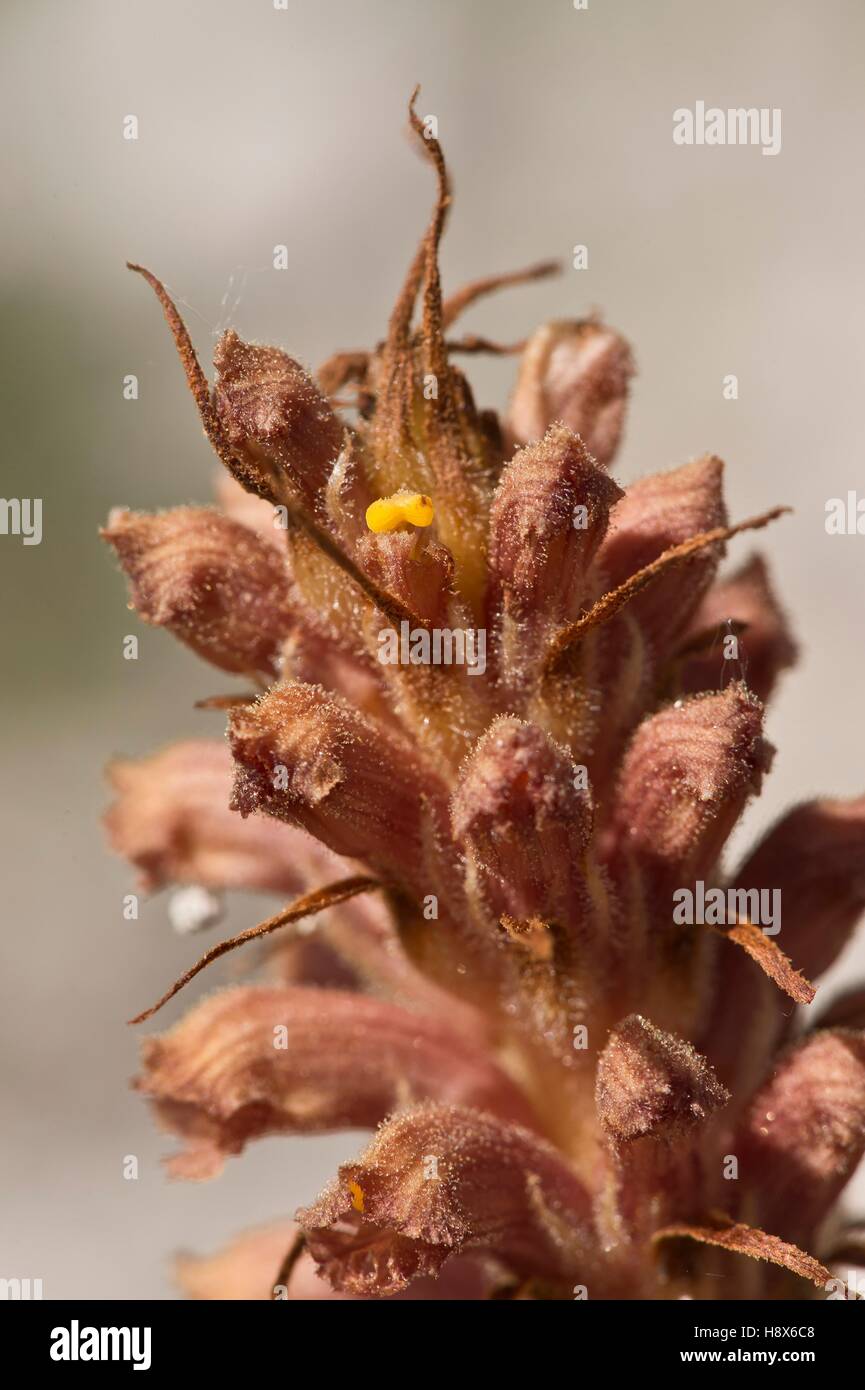 Knapweed Broomrape (Orobanche elatior). Holtug Kridtbrud, Denmark in ...