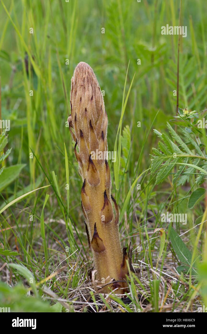 Knapweed Broomrape (Orobanche elatior). Holtug Kridtbrud, Denmark in ...
