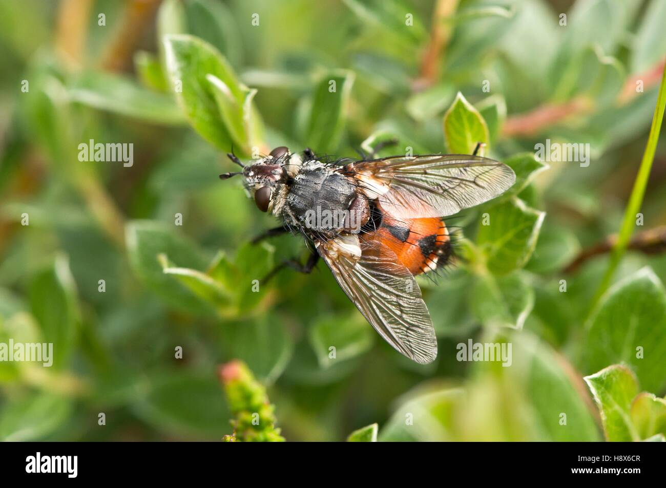 Fly (Peleteria rubescens). Melby Overdrev, Denmark in June Stock Photo ...