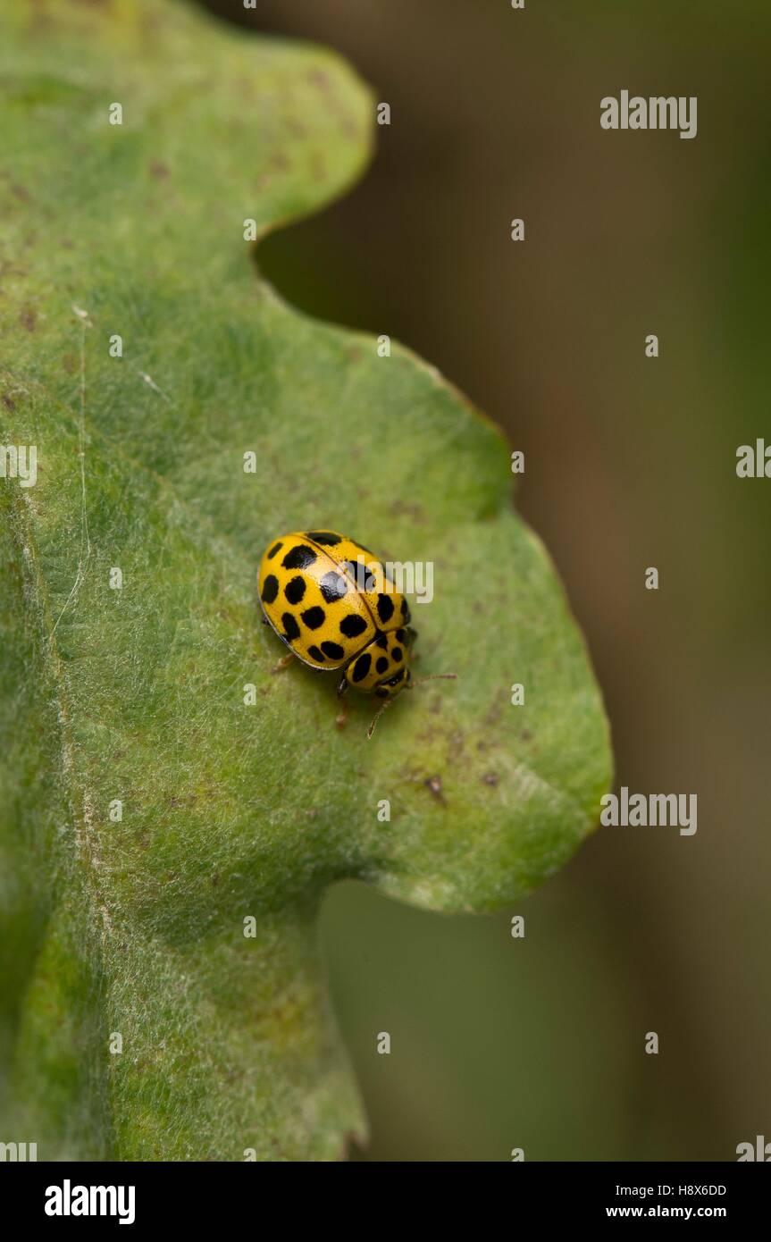 22-spot Ladybird (Psyllobora vigintiduopunctata). Nørreskov, Denmark in ...