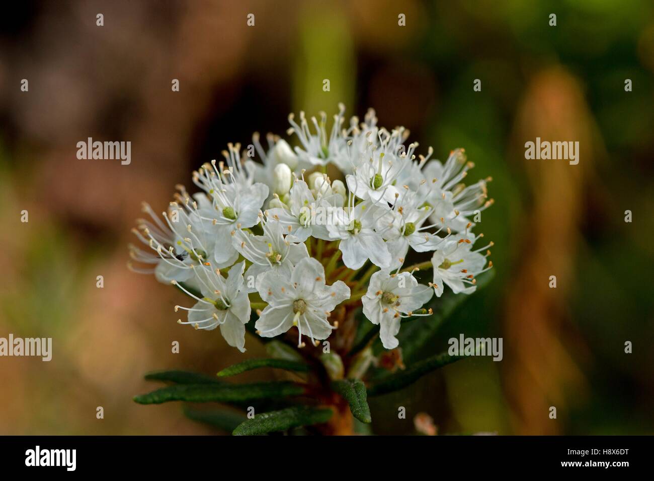 Labrador Tea Plant High Resolution Stock Photography and Images - Alamy