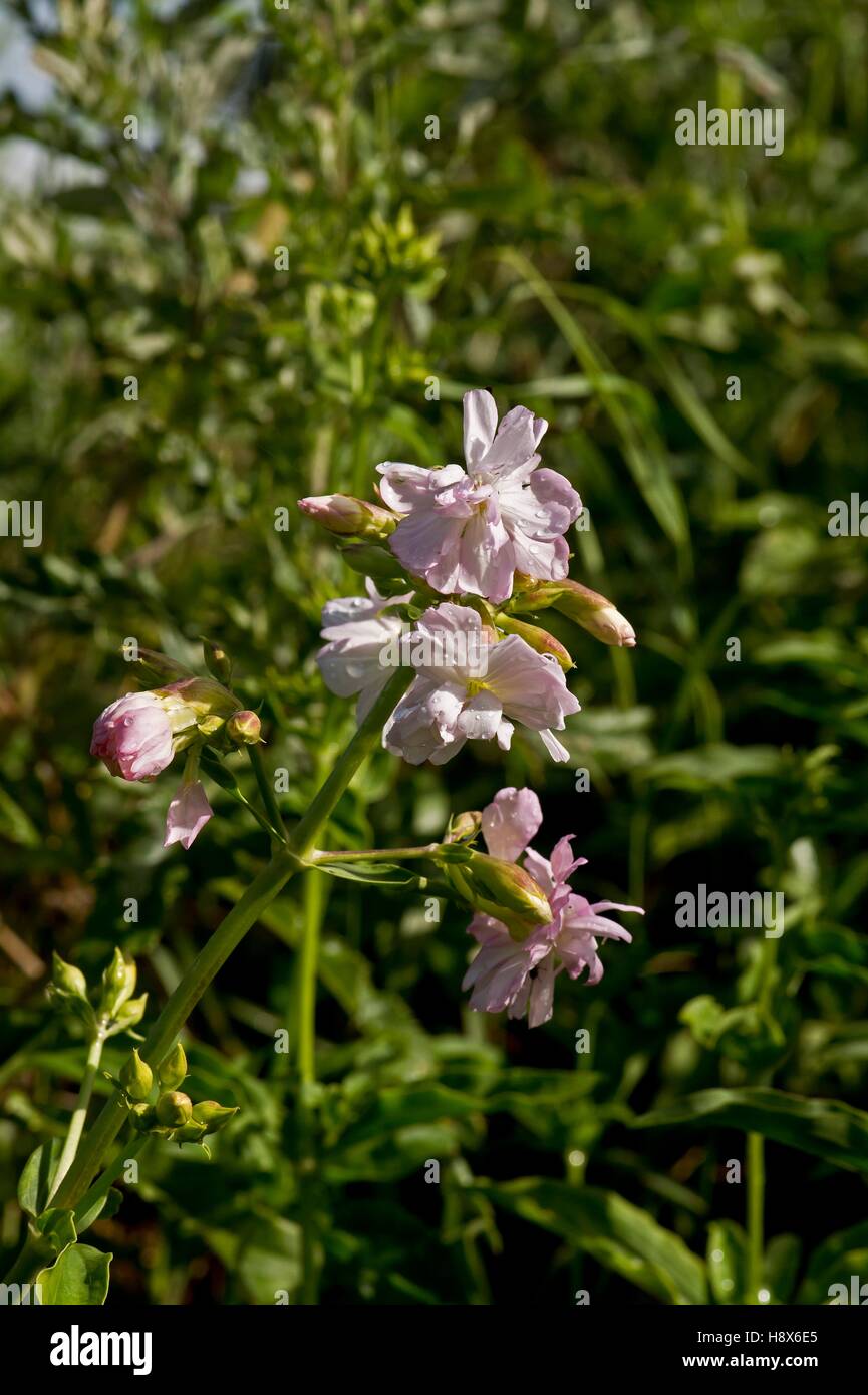 Soapwort (Saponaria officinalis). Denmark in August Stock Photo - Alamy