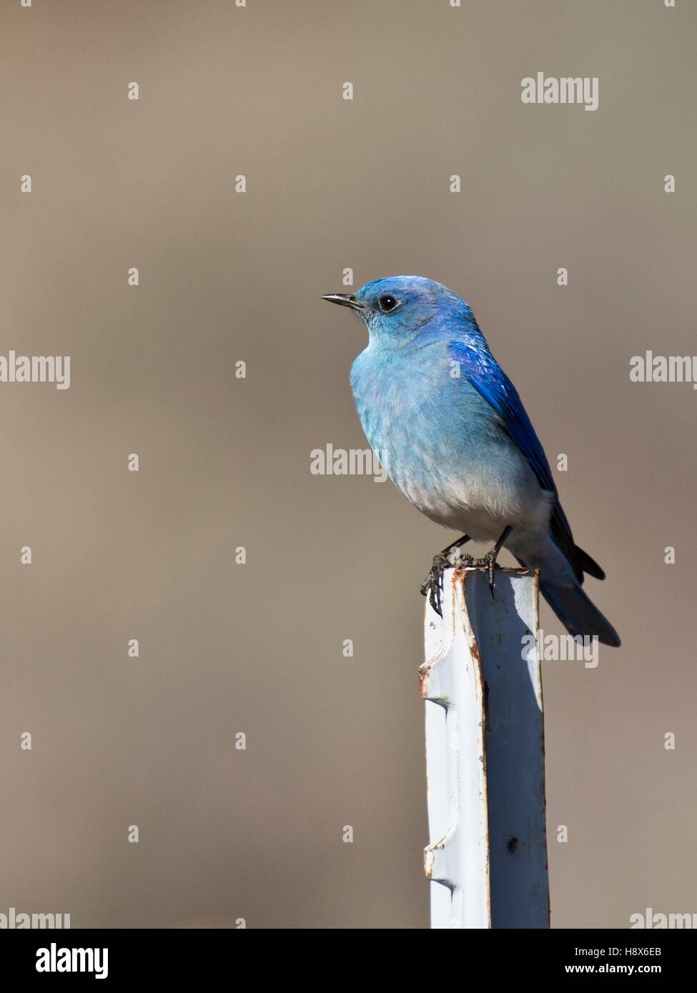Mountain bluebird spring hi-res stock photography and images - Alamy