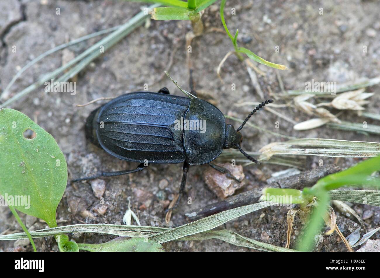 Burying Beetle (Silpha tristis). Gilsætre, Øland, Sweden in July Stock ...