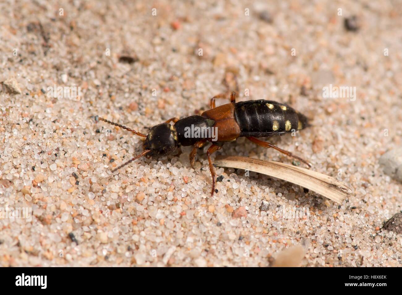 Overdrev hi-res stock photography and images - Alamy