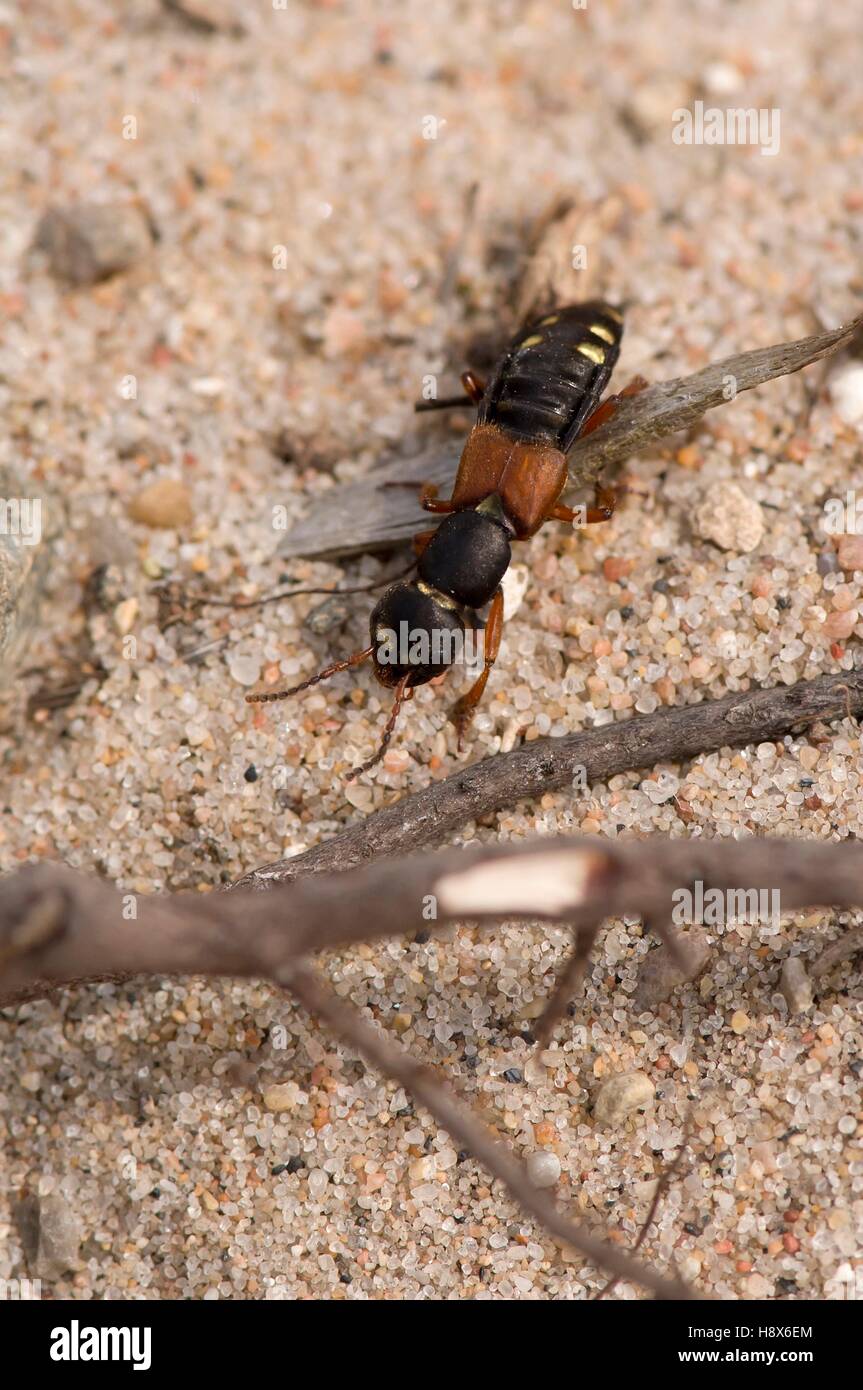 Rove Beetle (Staphylinus erythropterus). Melby Overdrev, Denmark in May ...