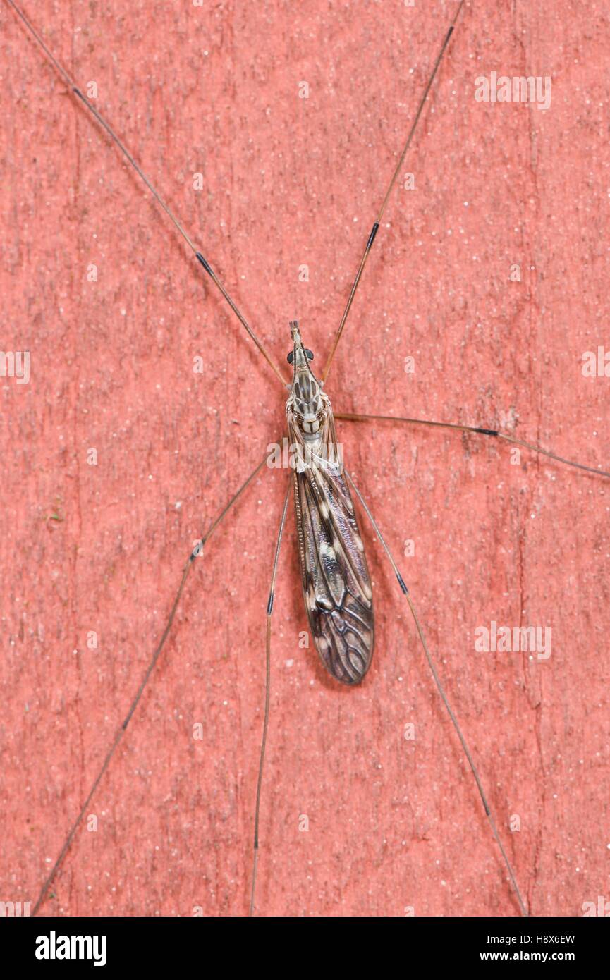 Cranefly (Tipula confusa). Tuvesjön, Hornsborg, Småland. Sweden in ...