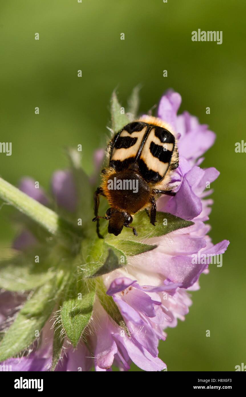 Bee Beetle (Trichius fasciatus). Sweden in July Stock Photo - Alamy
