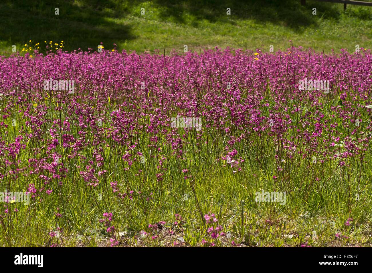 Sticky Catchfly (Viscaria vulgaris). Aboda, Småland Sweden in June ...