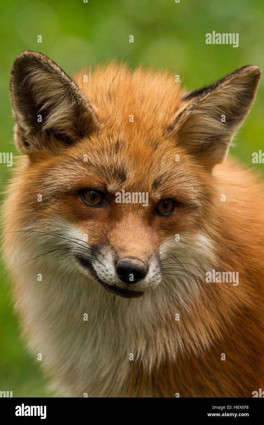 Fox (Vulpes vulpes) . Skånes Dyrepark, in captivity. Sweden in June ...