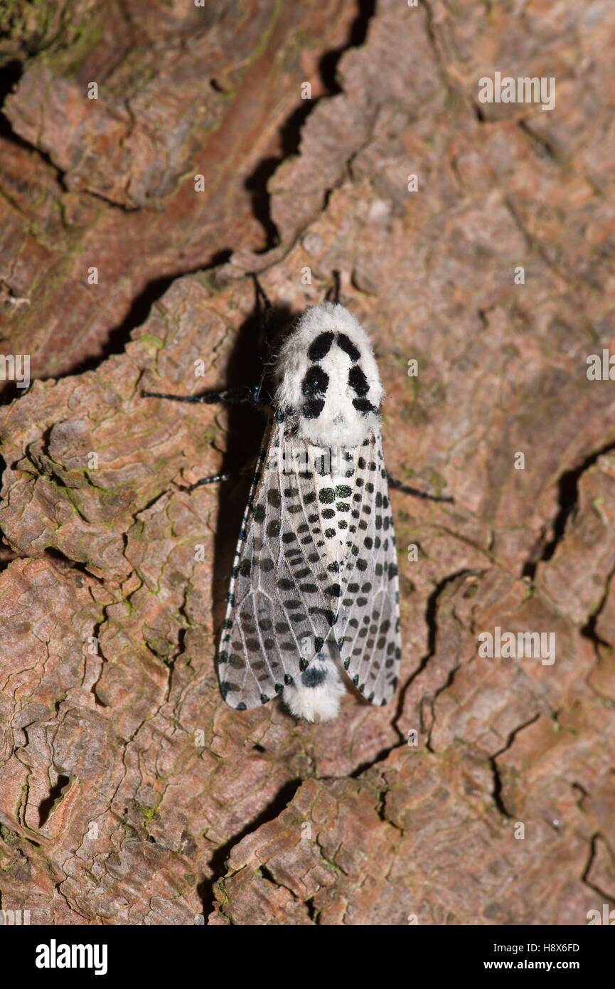 Leopard moth zeuzera pyrina hi-res stock photography and images - Alamy