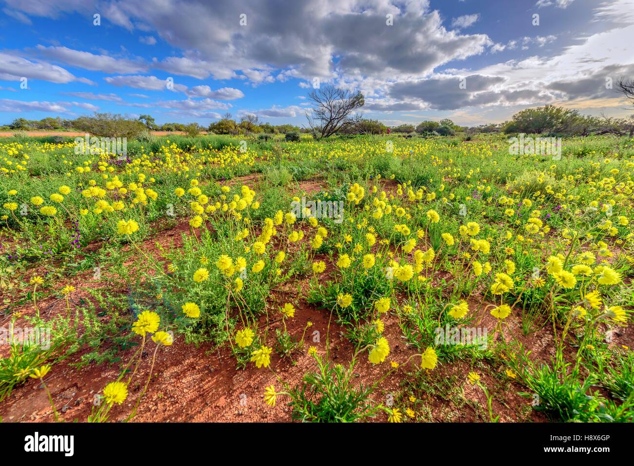Yellow everlasting massive bloom in southern spring, Shark Bay ...
