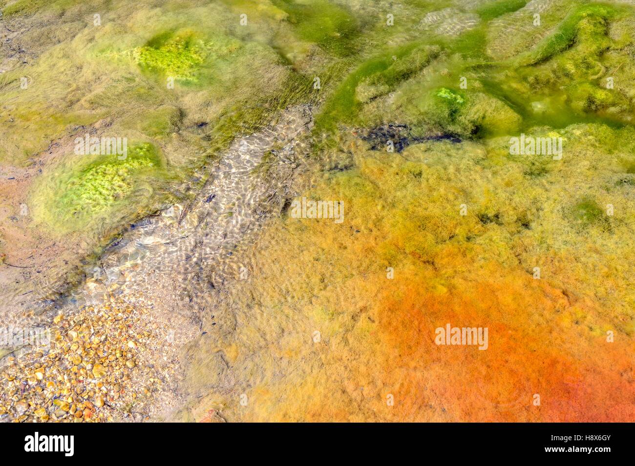 Filamentous bacteria colonies in a stream of the Gorges Meouge, Alpes ...