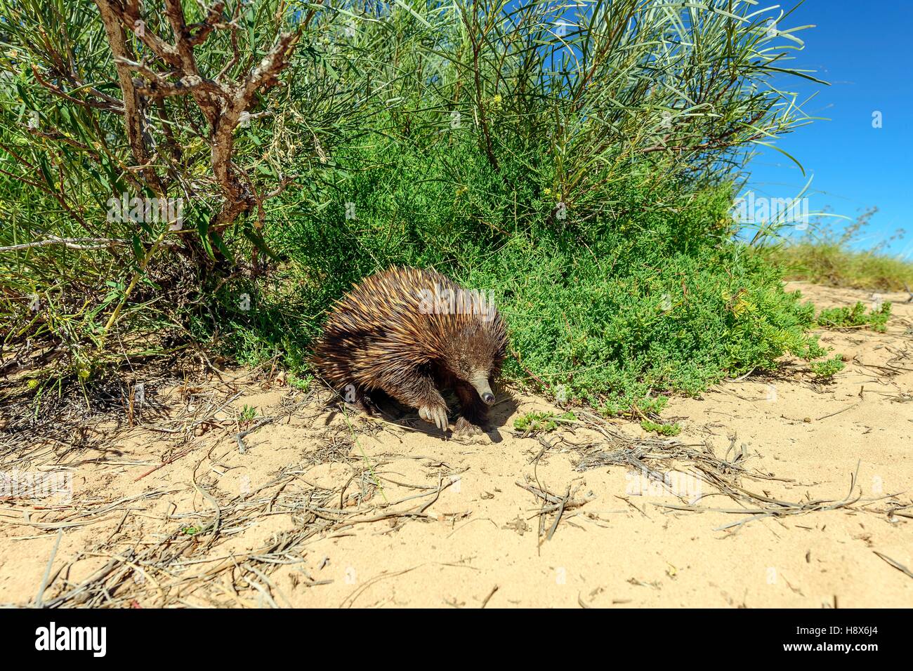Short-beaked Echidna (Tachyglossus aculeatus), Cape Range NP - Western ...