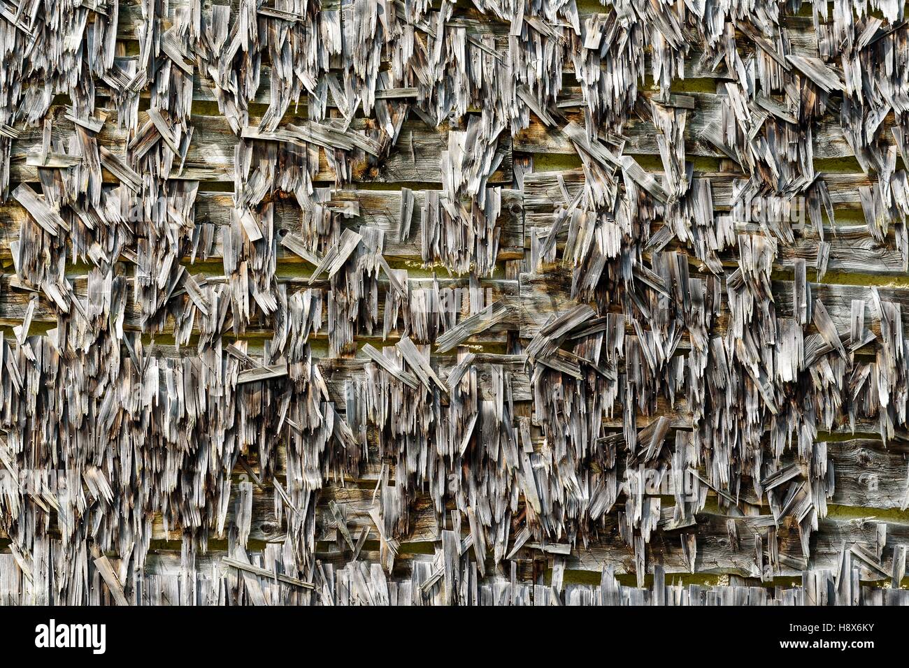 Shingles in spruce on the wall of a farm Jura the shingles spruce blade ...