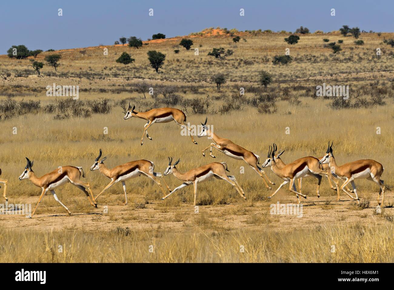 Springbocks Herd ( Antidorcas marsupialis ) , Kgalagadi National Park ...