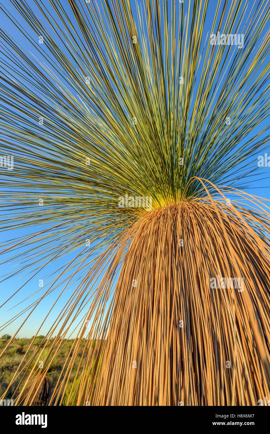 Bush Grass tree in the Kalbarri National Park, Xanthorrhoea drummondi ...
