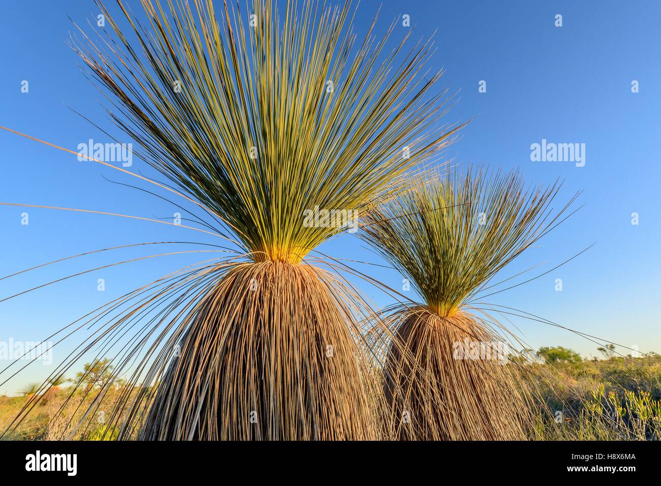 Bush Grass tree in the Kalbarri National Park, Xanthorrhoea drummondi ...