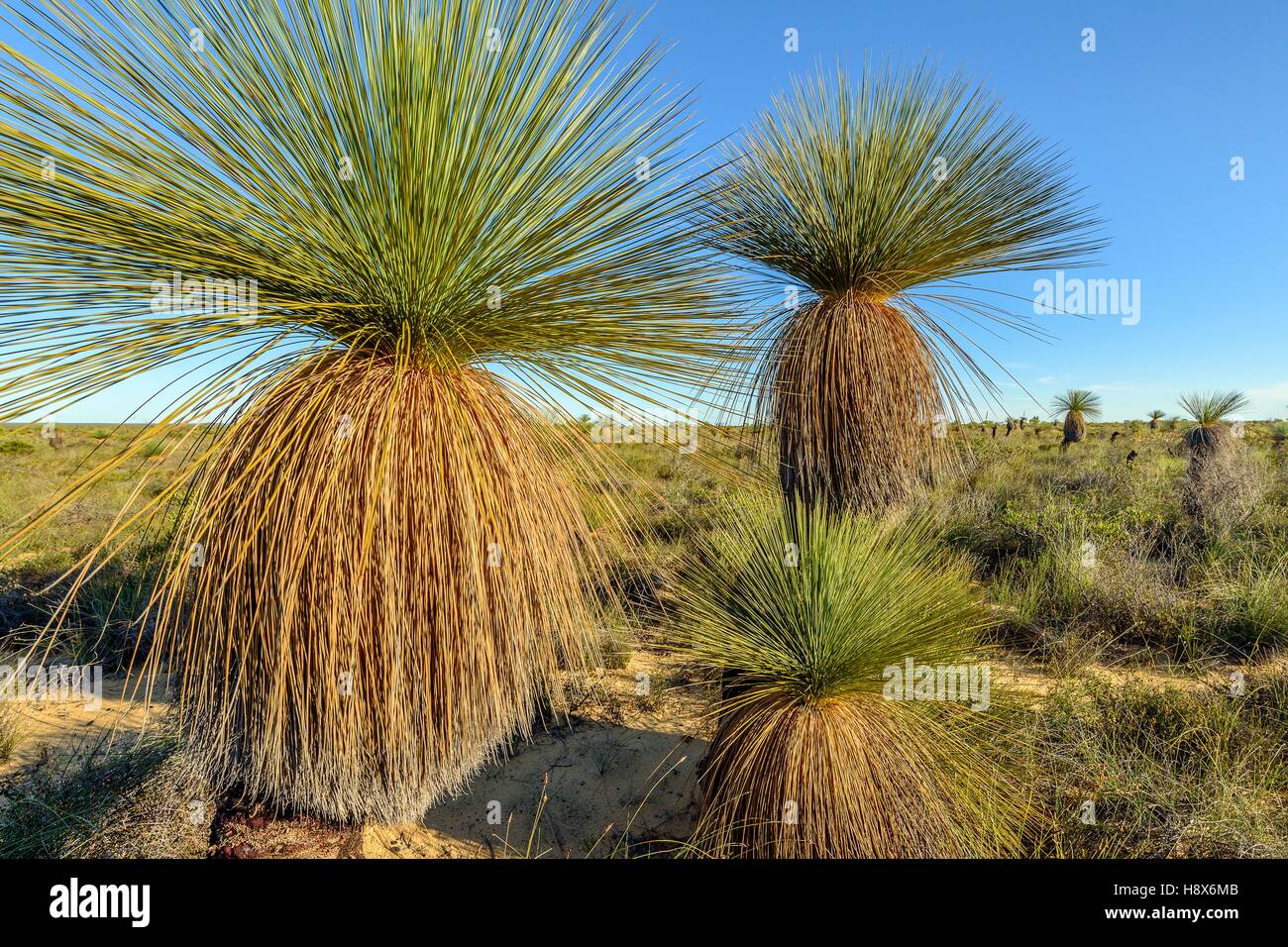 Bush Grass tree in the Kalbarri National Park, Xanthorrhoea drummondi ...