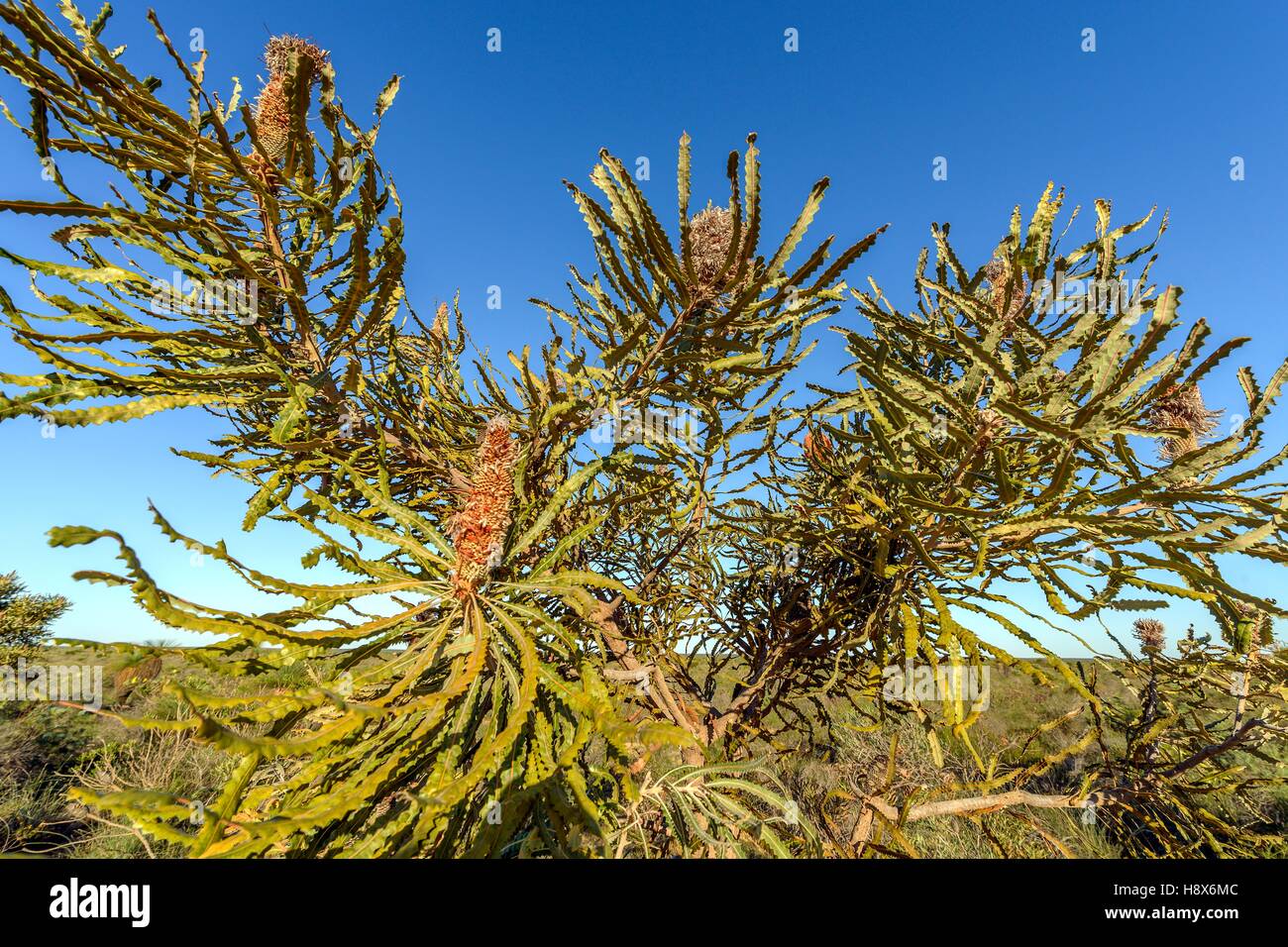 Banksia in the National Park Kalbarri - Western Australia Banksia is a ...
