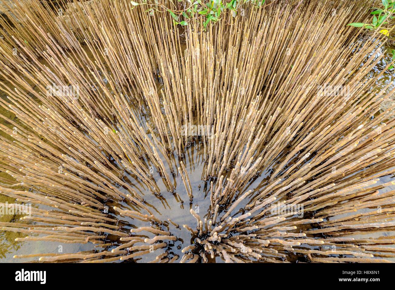 Pneumatophores of mangroves - Ningaloo Marine Park -Western Australia ...
