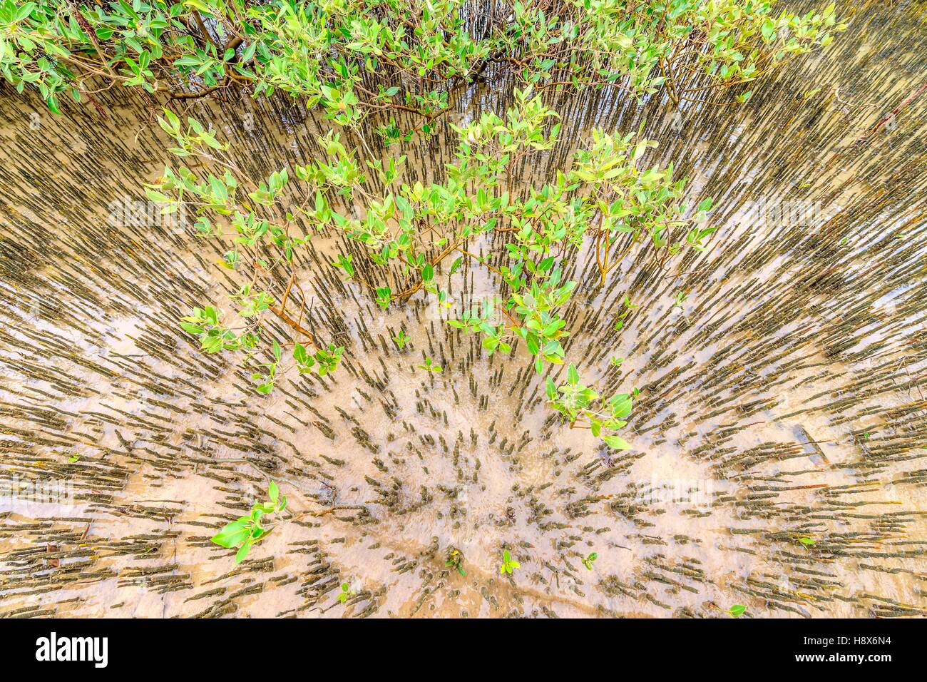Pneumatophores of mangroves - Ningaloo Marine Park -Western Australia ...