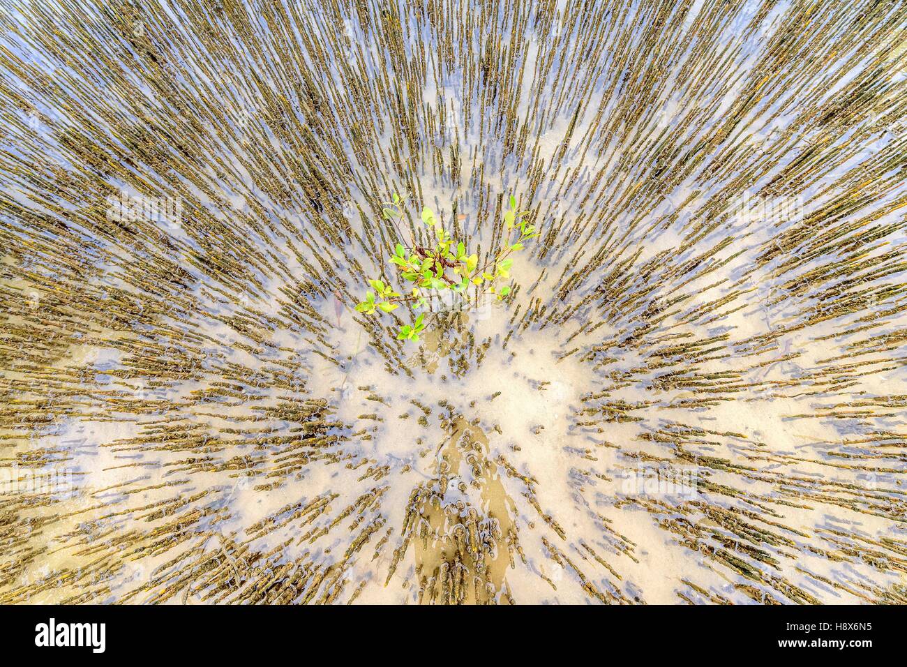 Pneumatophores of mangroves - Ningaloo Marine Park -Western Australia ...