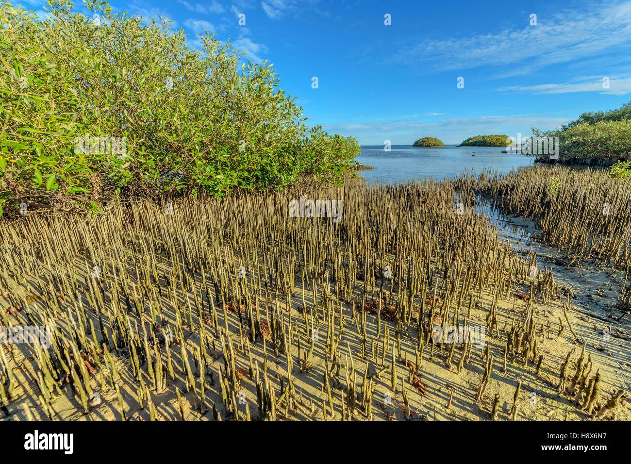 Pneumatophores of mangroves - Ningaloo Marine Park -Western Australia ...