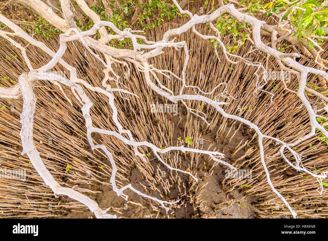 Pneumatophores hi-res stock photography and images - Alamy