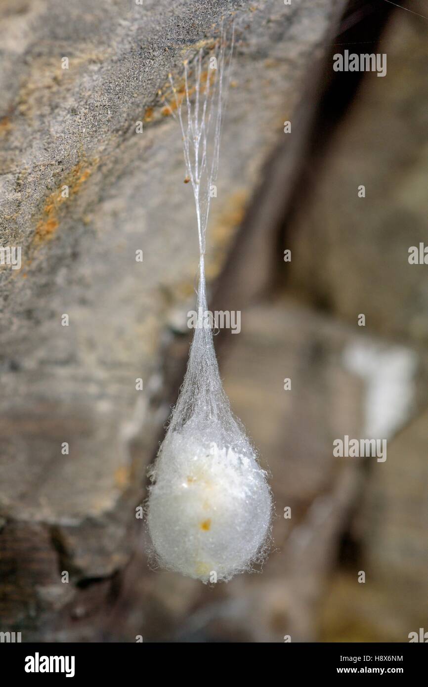 Cave Spider (Meta menardi) Cocoon, Large common species in the dry ...