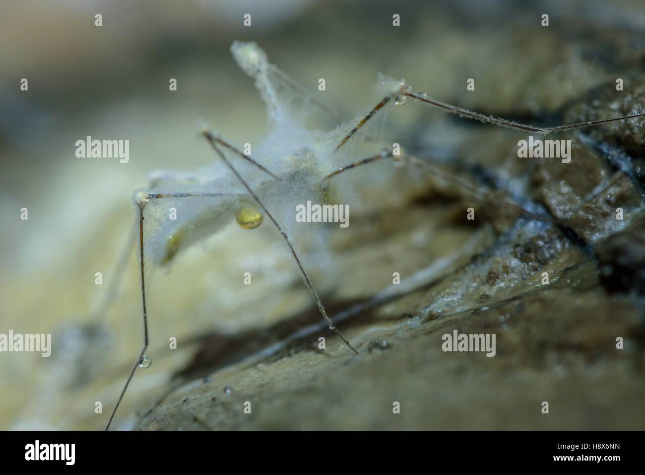 Insect covered with mold and water in a cave, Cave Saint-Champ, Bugey ...
