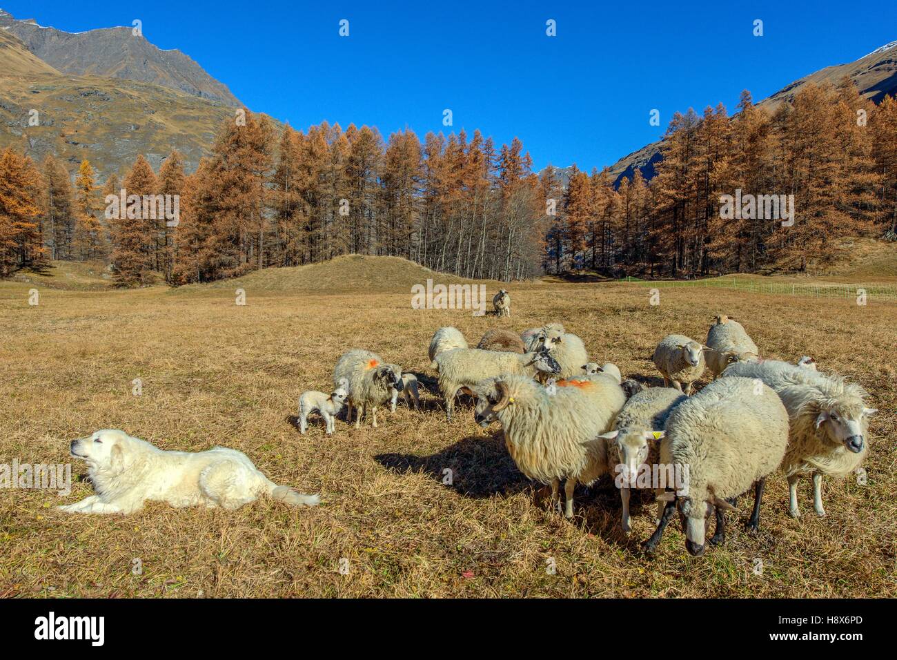 Pyrenean mountain dog hi-res stock photography and images - Alamy