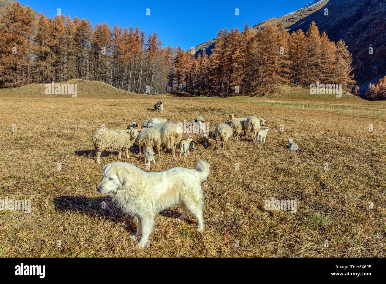 Pyrenean mountain dog hi-res stock photography and images - Alamy