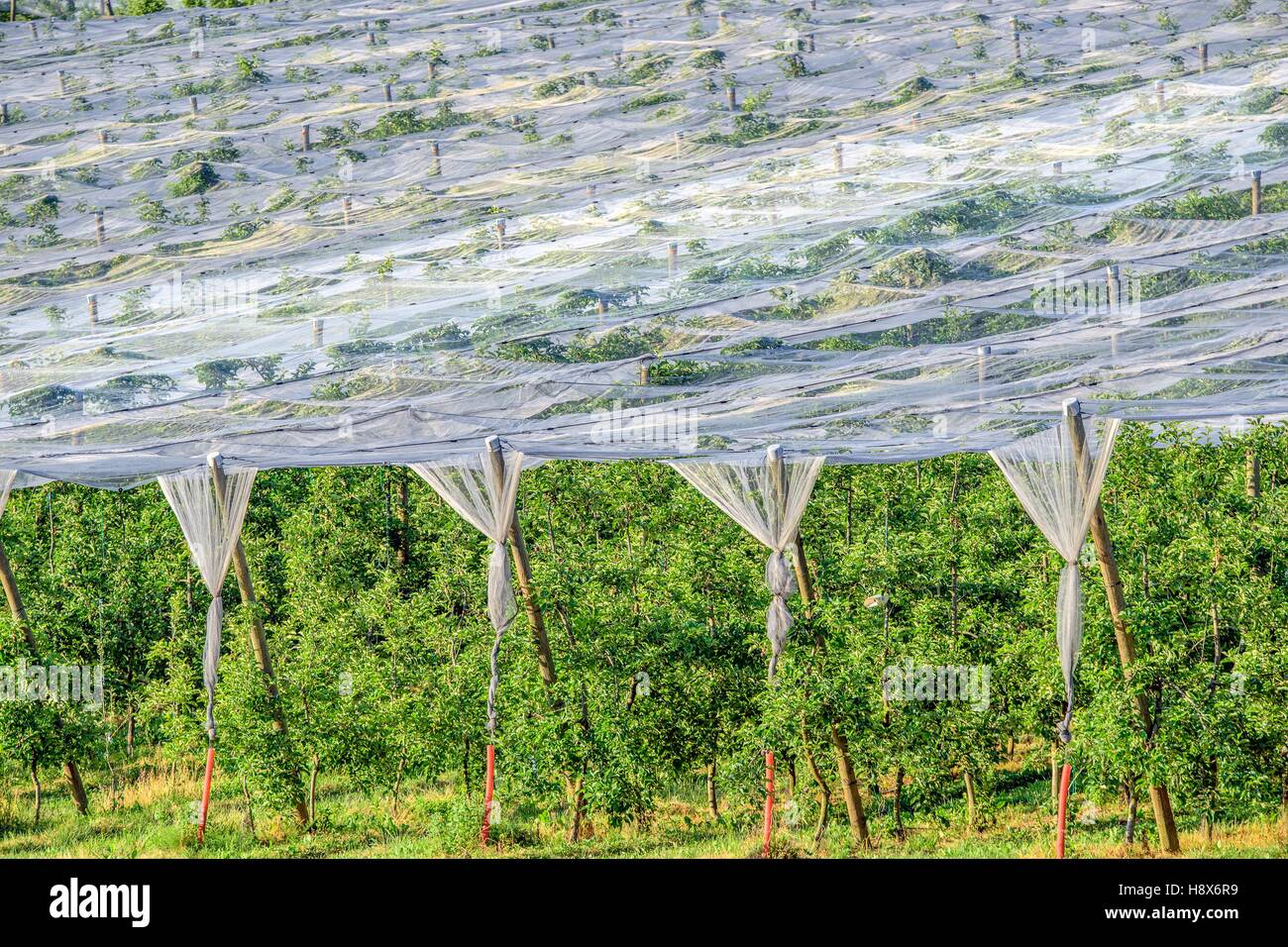 Apple fruit moth hi-res stock photography and images - Alamy
