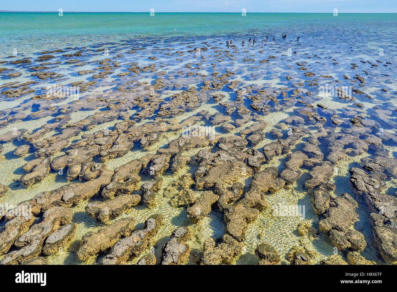 Stromatolites at low tide - Hamelin Pool - Shark Bay - Western ...
