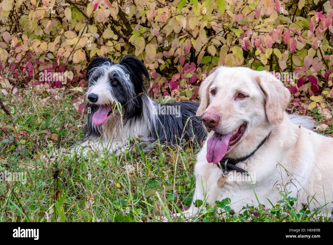 Two beautiful dogs relax in the grass in Cambridge. Lab Labrador ...