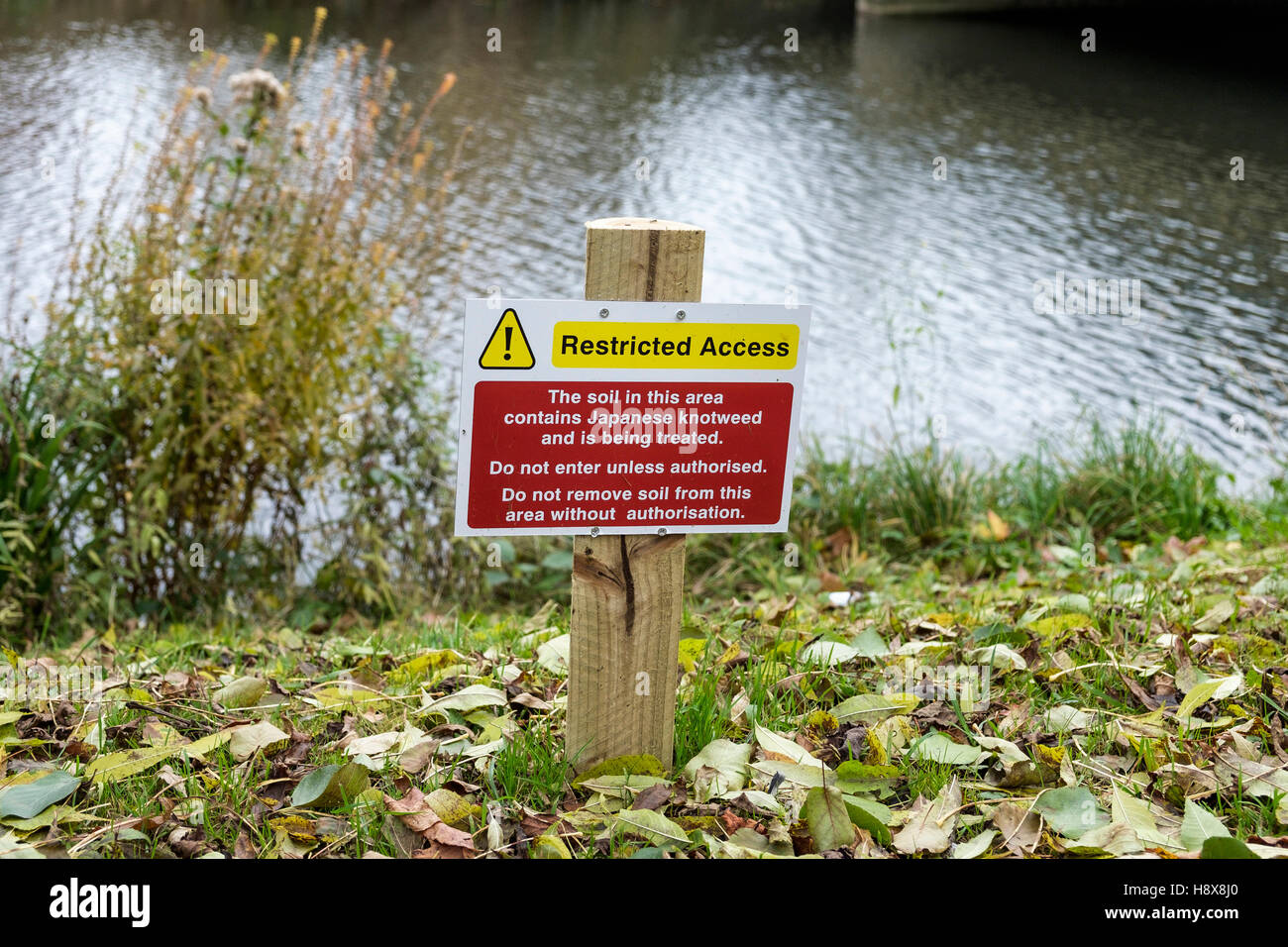 Japanese knotweed warning sign placed on an area of river bank in ...