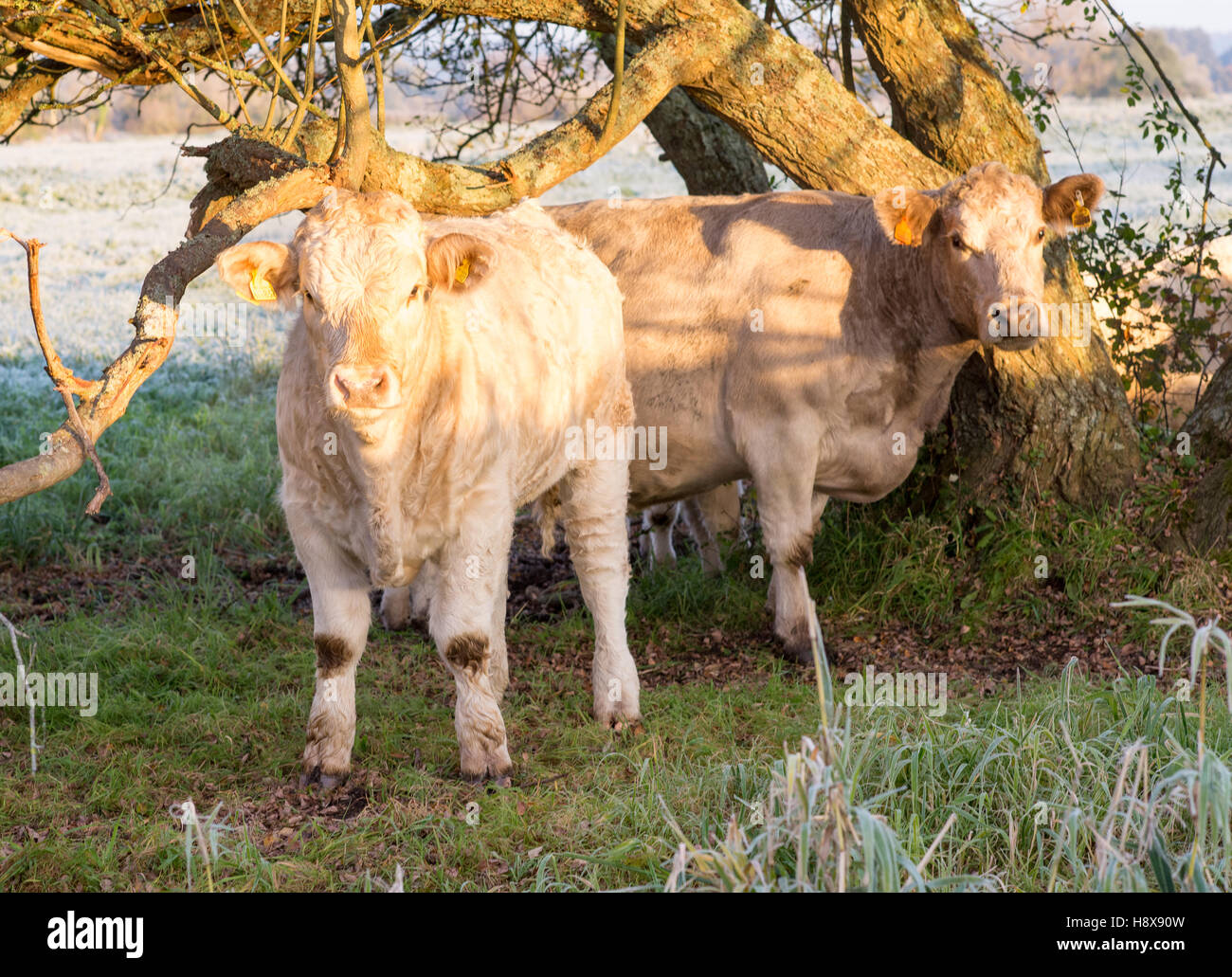 Cattle sheltering hi-res stock photography and images - Alamy