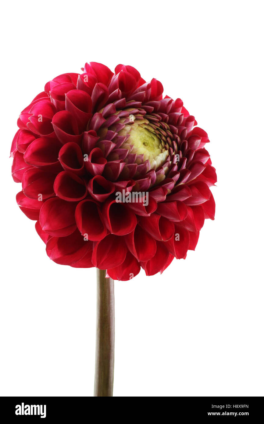 Claret red dahlia isolated on white background Stock Photo - Alamy