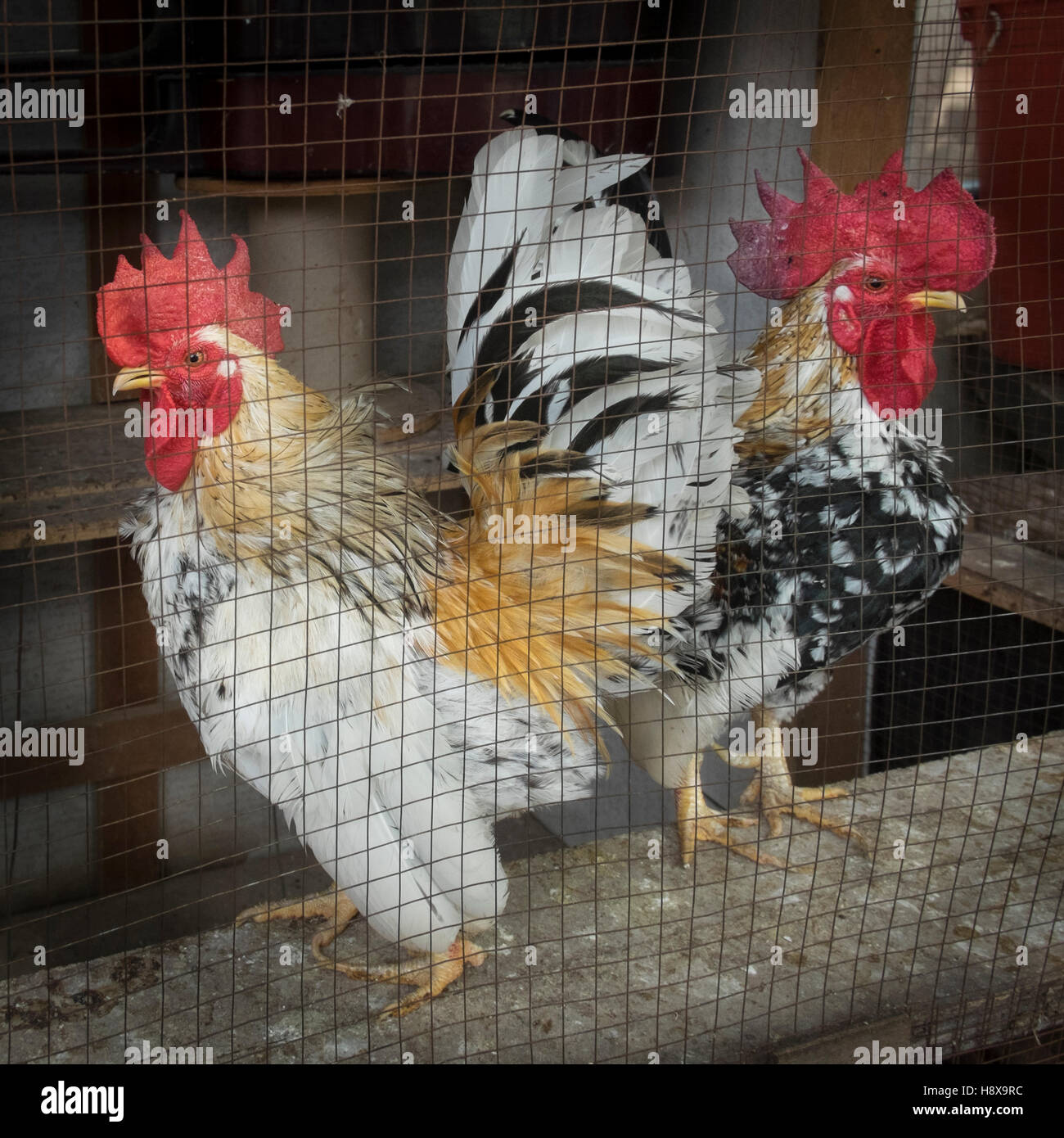 Bantams hi-res stock photography and images - Alamy