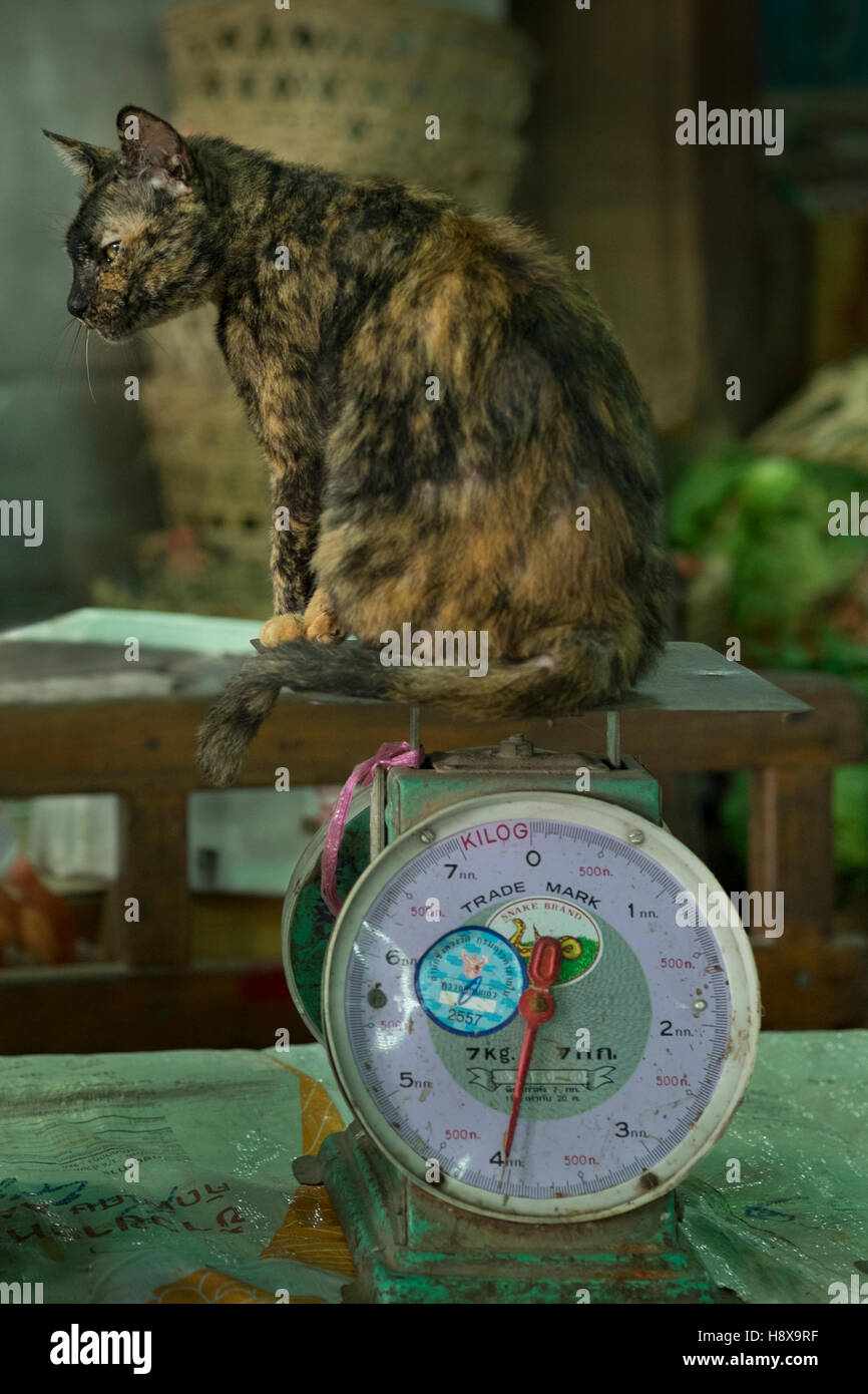 Cat on scale Stock Photo - Alamy
