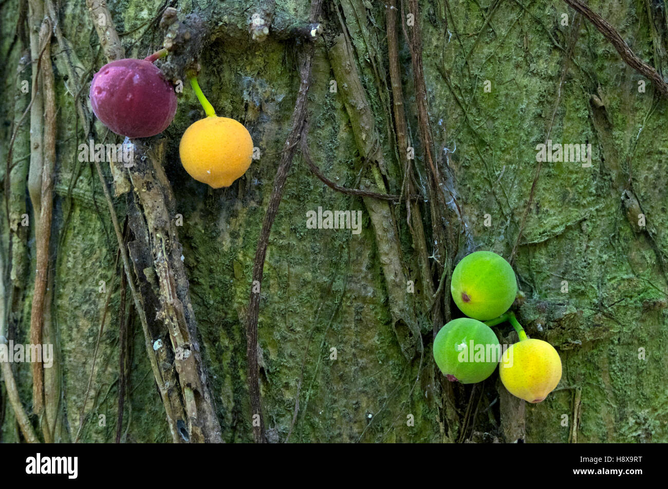 Tropical figs hi-res stock photography and images - Alamy