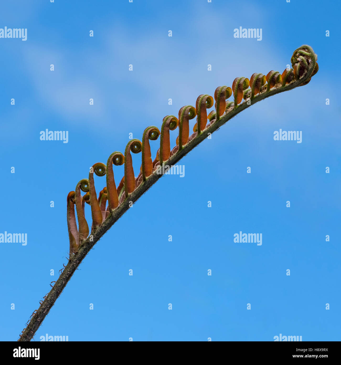 Growing fern frond unfurling Stock Photo - Alamy