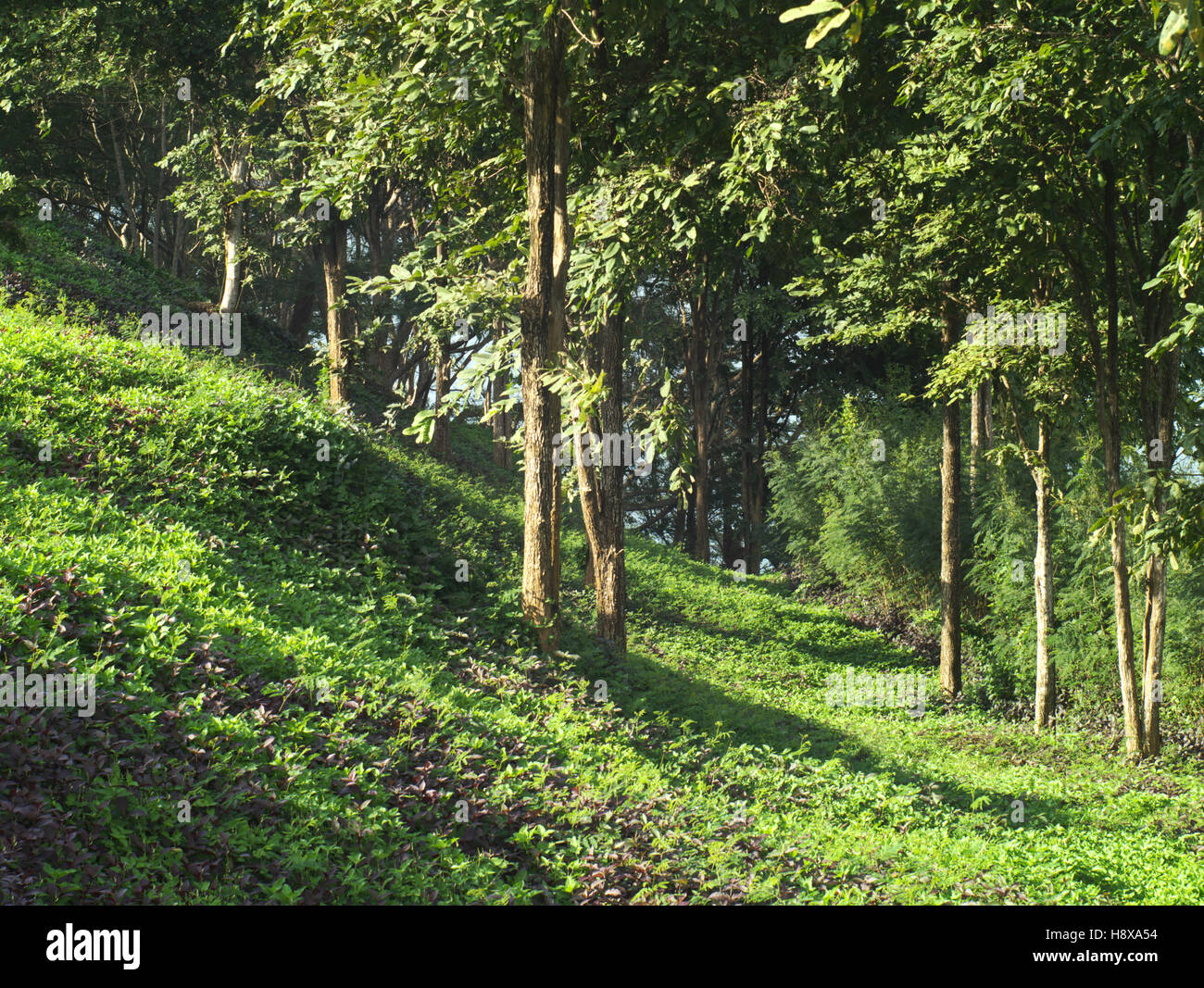 Trees on hillside with sunlight shining from the left side Stock Photo ...