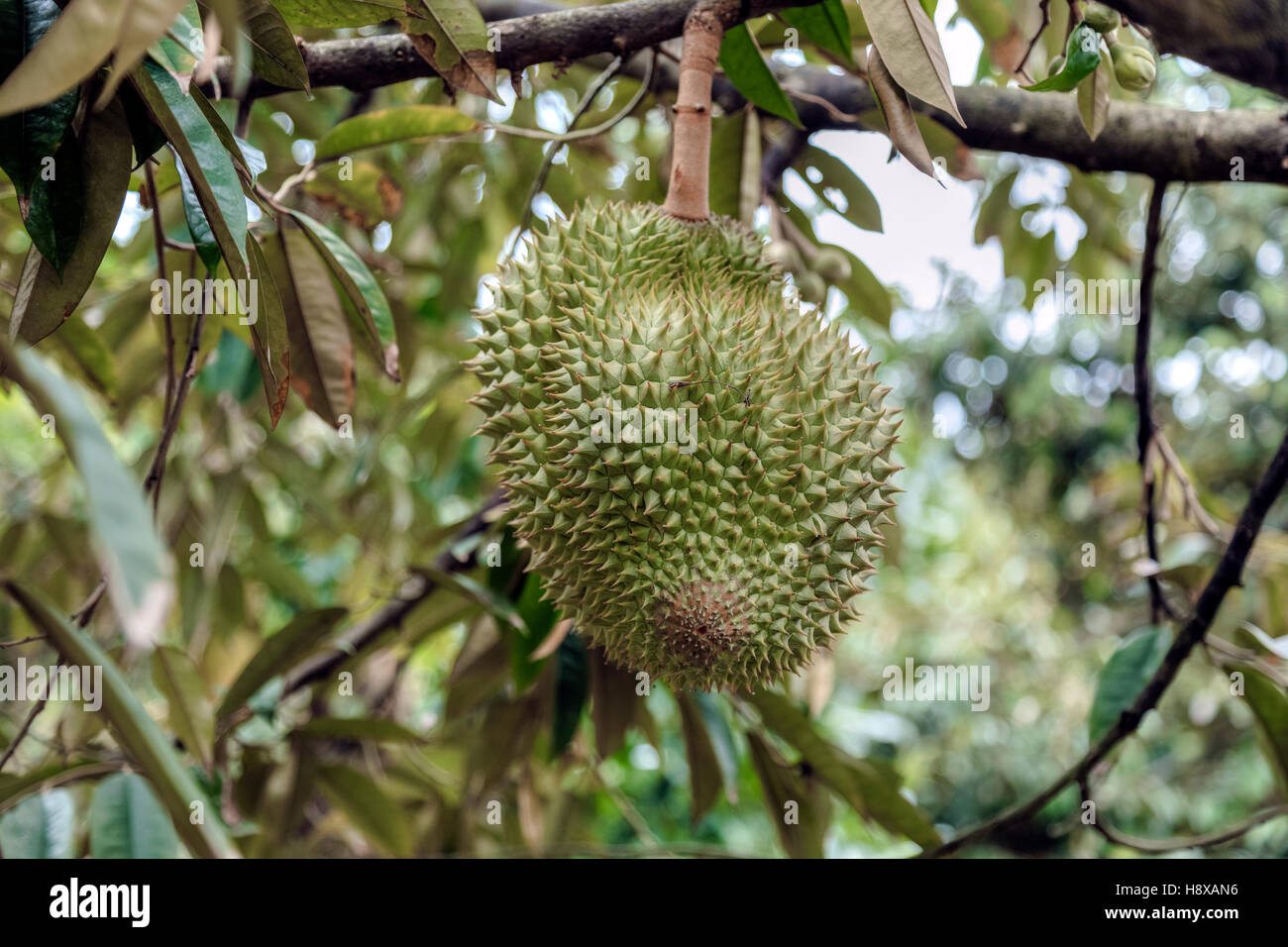 Durian tree hi-res stock photography and images - Alamy