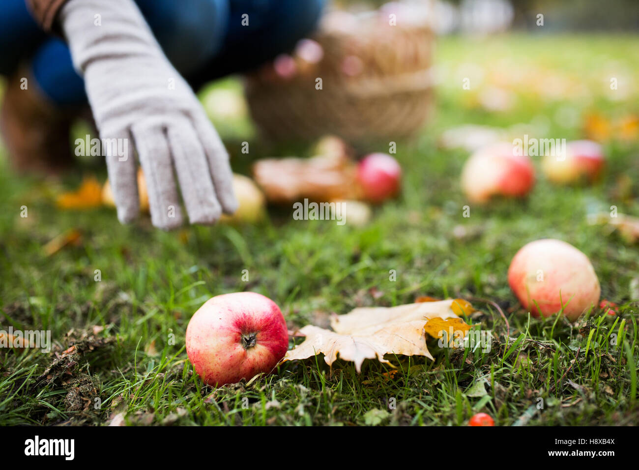 woman with basket picking apples at autumn garden Stock Photo - Alamy
