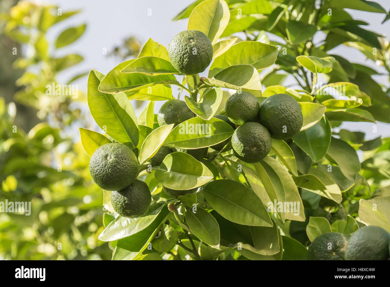 Unripe orange growing in the tree Stock Photo - Alamy