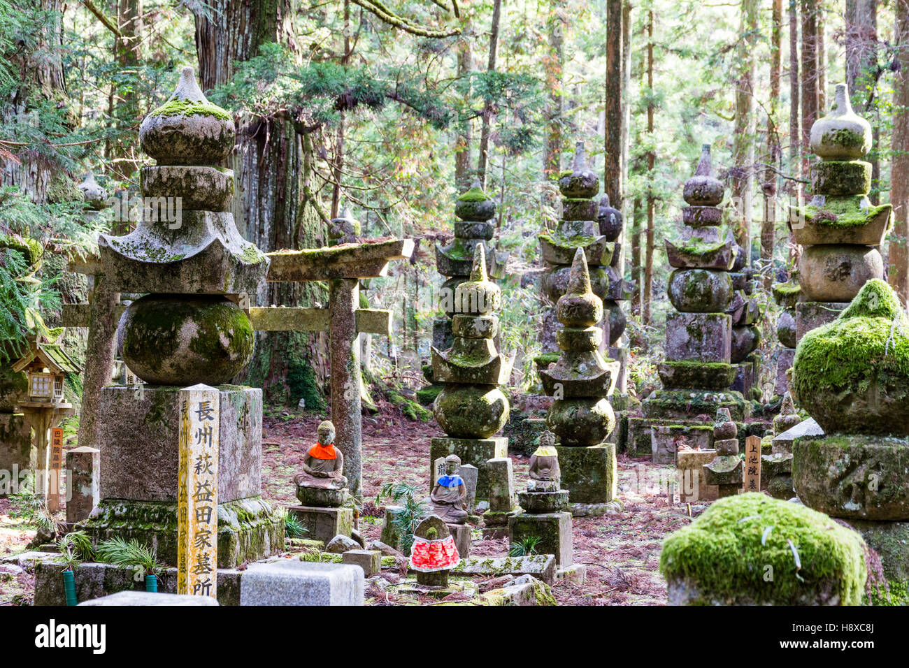 Japan, Koyasan, Okunoin ancient cemetery. Small grove in cedar forest ...