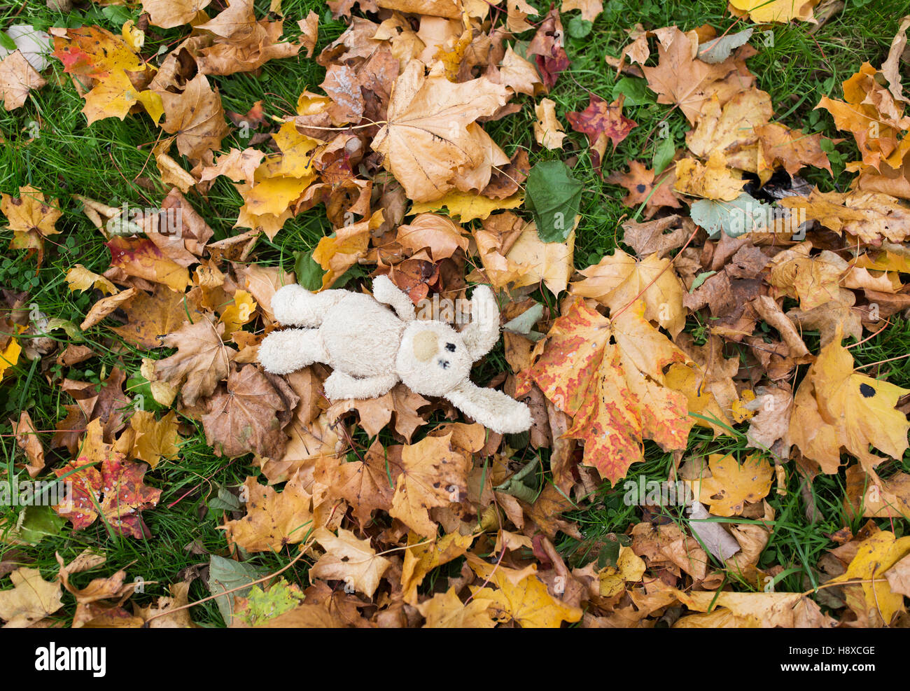 toy rabbit in fallen autumn leaves Stock Photo - Alamy