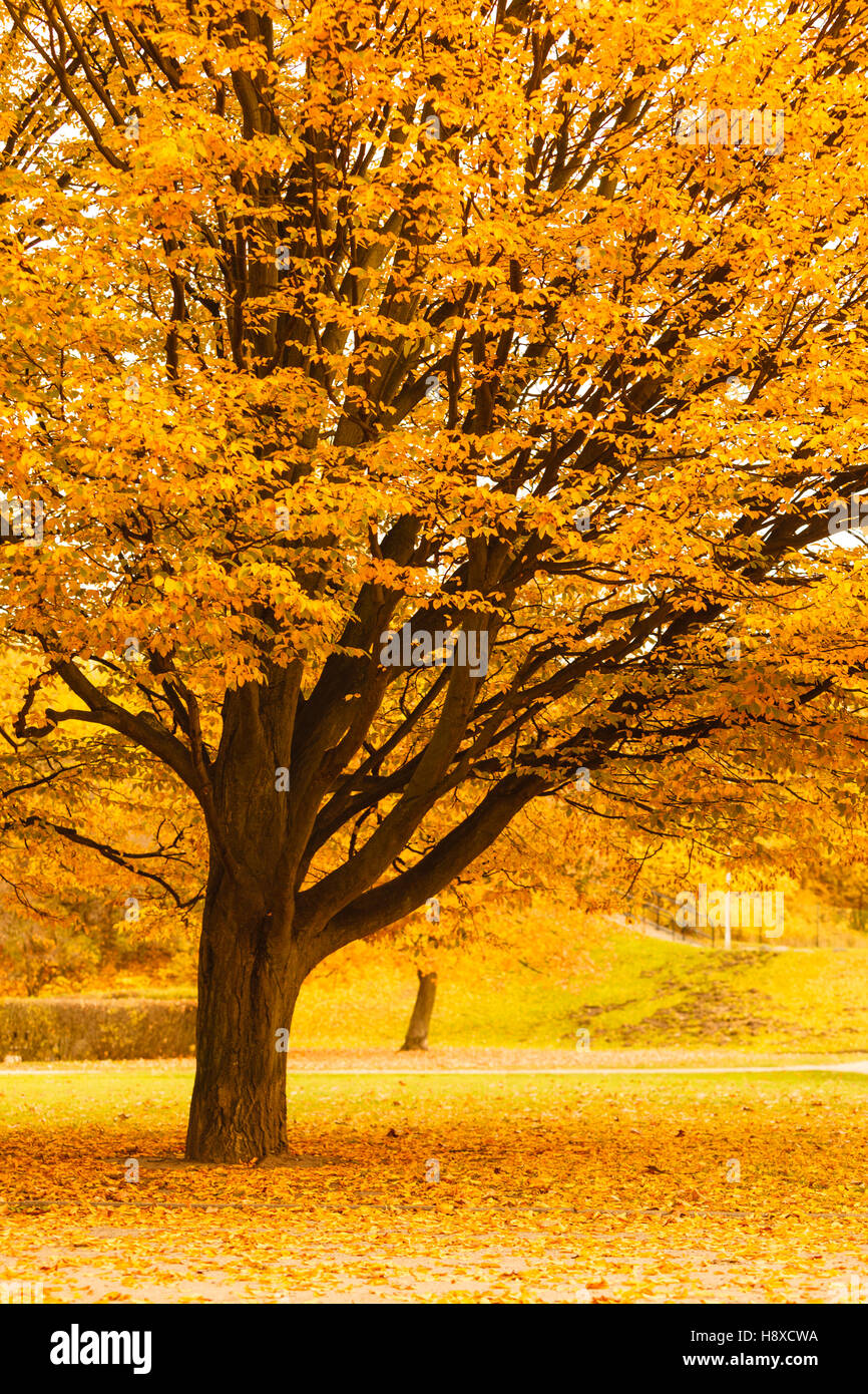 Nature outdoor scenery foliage concept. Tree during fall season. Park ...